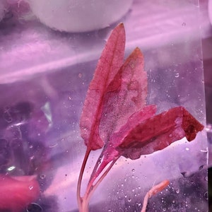 1 Pink Flamingo Crypt Plant Live Aquarium Plants Free S/h Live Aquatic ...