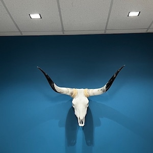 Steer Skull ART Western Decor Polished Long Horns Mounted 4' 9 Cow Bull ...