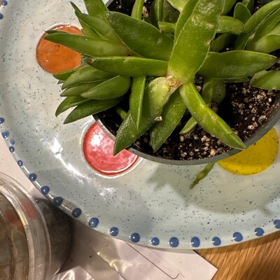 String of Little Pickles, Othonna Capensis ruby Necklace in 2 Inches ...