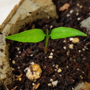 Wormwood Absinthe Artemisia Absinthium Medicinal Herb Seeds - Etsy