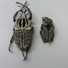 Pack of 5 Jewel Beetles Gelaeus Walkeri 20/30mm, for All Your Taxidermy ...