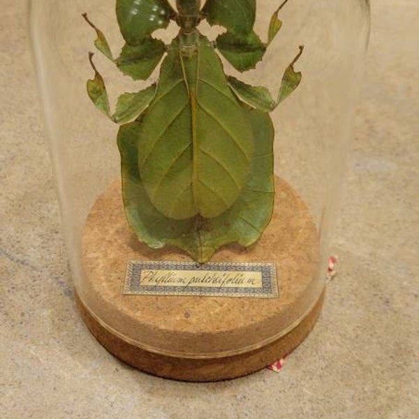 Praying Mantis in Glass Dome Display | Real Insect Taxidermy Specimen ...