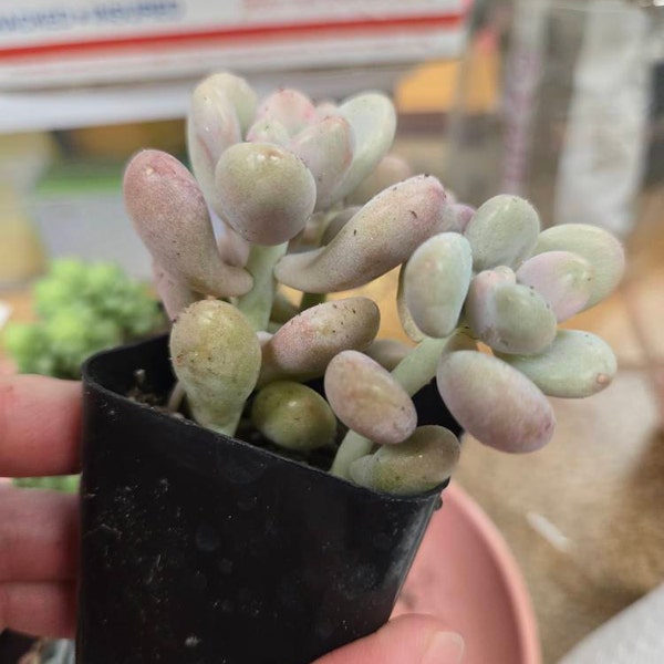 Moonstone Pachyphytum Oviferum Pearly Moonstones Succulents Plants - 2 ...