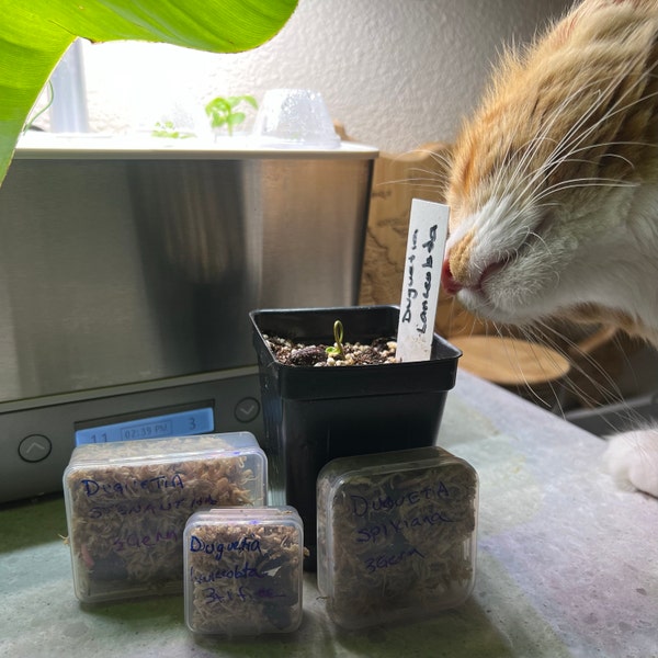 Dimocarpus Longan... Longan Fruit Seedling - Etsy