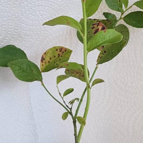 Alien Ice Plant - Delosperma Lehmannii - 2.5" Pot - A Real Cool ...