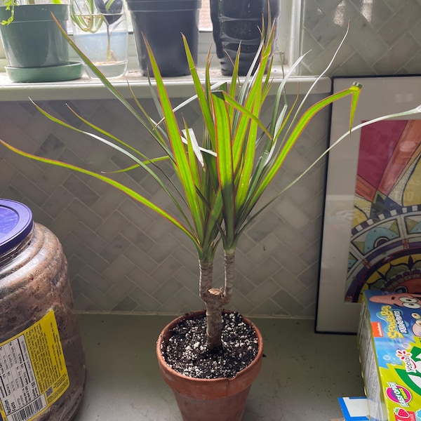 Dragon Tree Plant With Pot: Easy Beginner Indoor Plant - Etsy