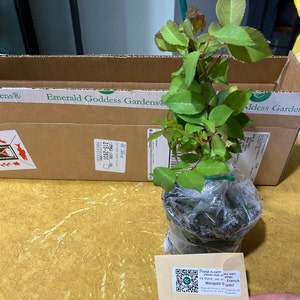 Duranta Variegata VARIEGATED SKY FLOWER Live Semi-tropical - Etsy