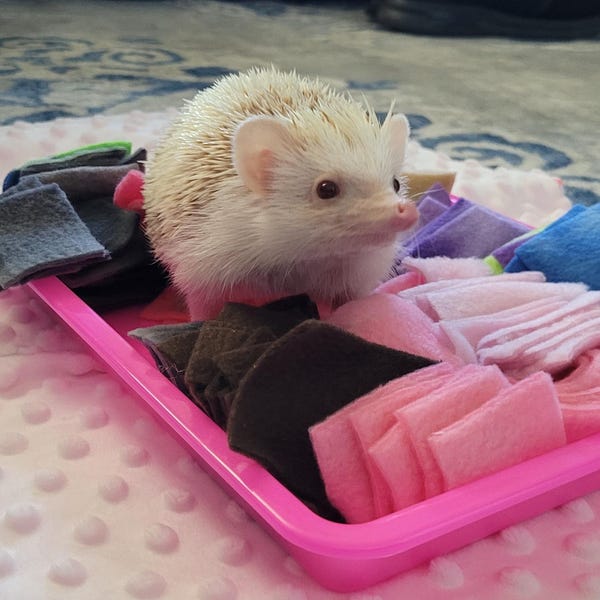 Hedgehog Dig Box Forage Enrichment Activity Cage Clutter Hedgie Toy - Etsy