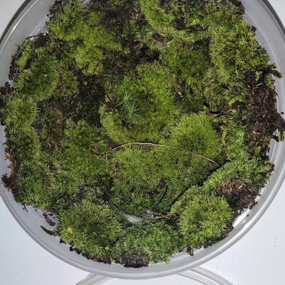 Spoon Leaved Moss Bryoandersonia Illecebra Live Terrarium Moss - Etsy