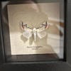 Real Rare Kaiser-i-hind Swallowtail Butterfly Framed Taxidermy ...