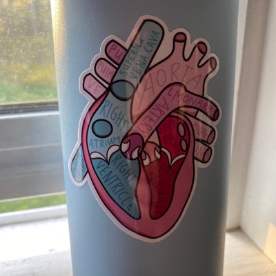 Anatomical Heart Sticker or Magnet Anatomy, Nursing, Pre-med ...