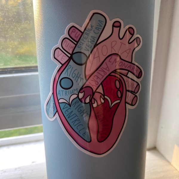 Anatomical Heart | Sticker or Magnet | Anatomy, Nursing, Pre-med ...