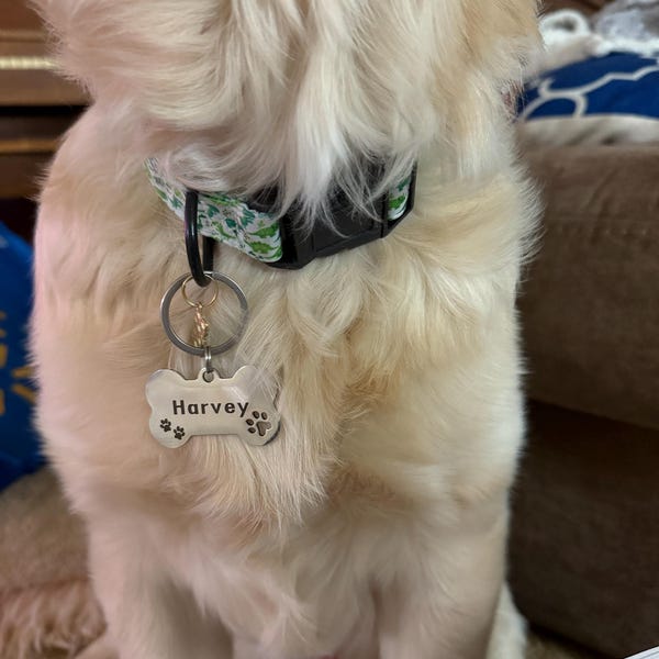 Cute Dog Tag Personalized for Dog, Custom Bone Dog Tags, Dog Name Tags ...
