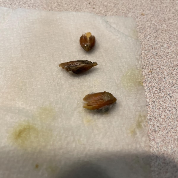 Lime Seeds - Organic, Heirloom, Open Pollinated, Non GMO - Grow Indoors ...