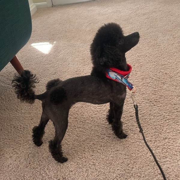 Dog Groomer Uniform, Dog Grooming Dress, Grooming Apparel for Women ...