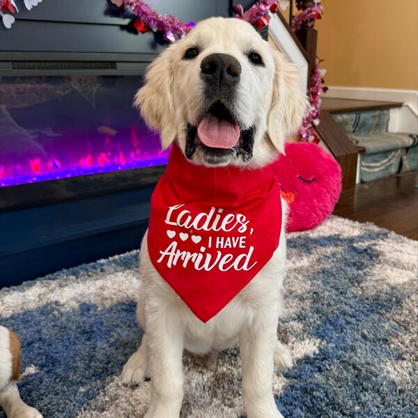 Ball-less & Flawless Dog Bandana, Funny Dog Bandana, Neuter Bandana ...