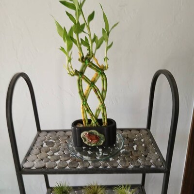 3 Stalk Live Lucky Bamboo Arrangement in Mini Color Ceramic - Etsy