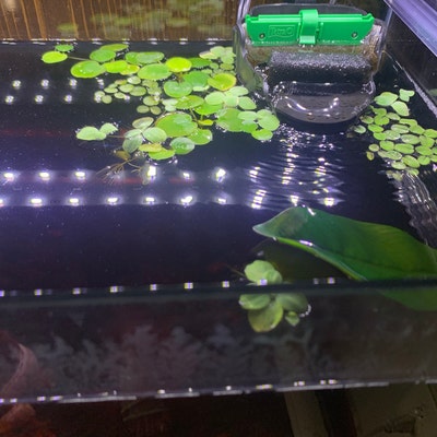 Floating Plant Package 1, Frogbit Dwarf Water Lettuce Water Spangles ...
