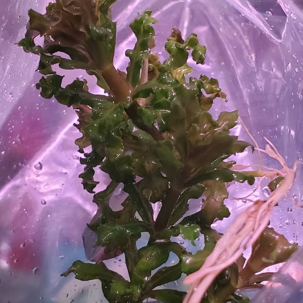 3 Downoi Plants Aka little Star Live Aquarium Plants Free S/h Rare Live ...