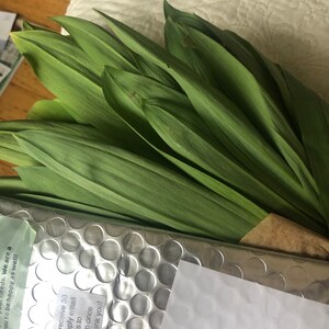 Wild Ramp Seeds - Etsy