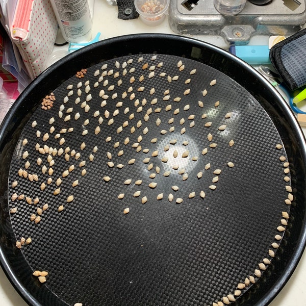 Hawaii Black Opihi Limpet Sea Shell Pack of 50 Assorted Size Limpets - Etsy