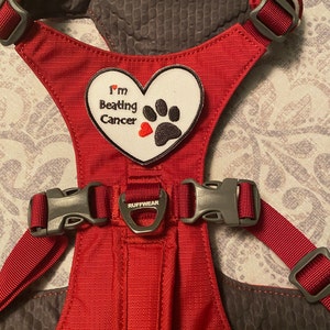 Pet Cancer Awareness Ribbon Blue Bandana I'm Beating Cancer or Hug Me I ...