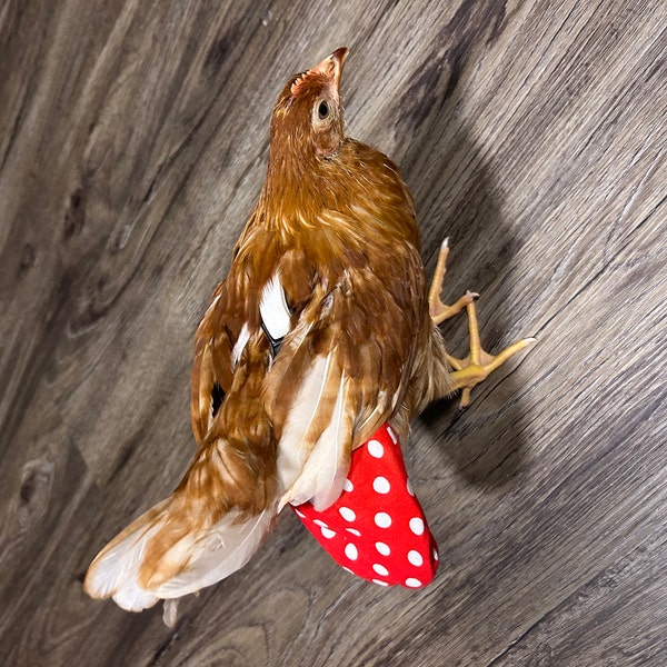 SEW Your Own Chicken Diapers in Three Sizes S-M-L Plus Leash and ...