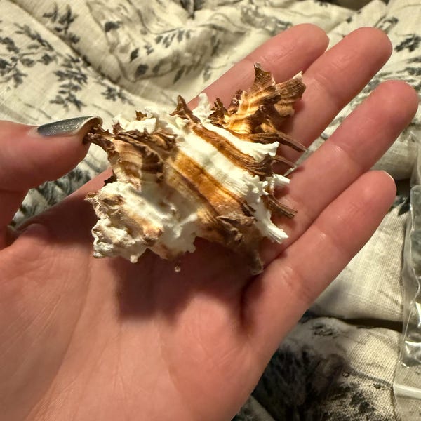 Shell Bits & Pieces Shards Beach Sand Tiny Little Shells for DIY Crafts ...