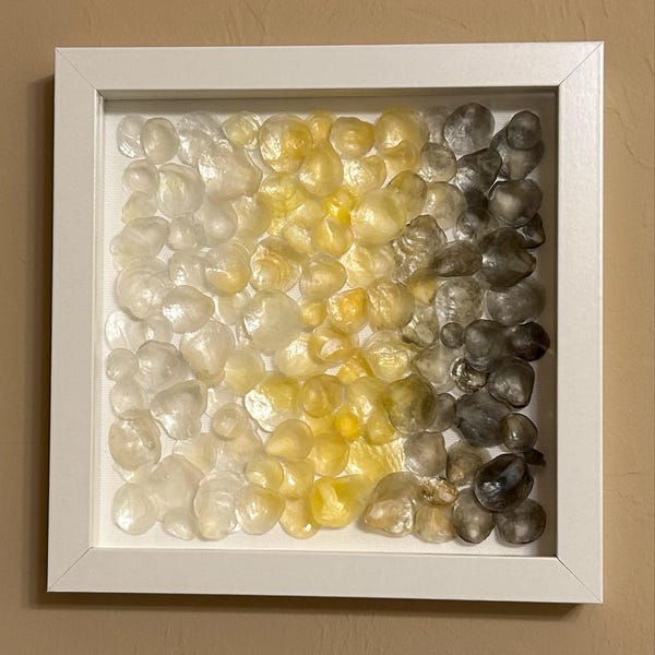 Beach Memories Shadow Box / Florida Gulf Shells - Etsy