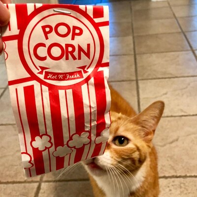 Popcorn Square Cat Toy, Catnip Toy, Carnival Popcorn, Movie Theatre ...