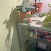 3” Sooo (TM) Silver Scindapsus Plant Pot - NEW CULTIVAR - Lush ...