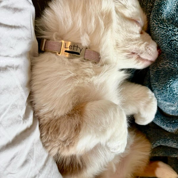 Initial Collar Charm - Letter Tag, Pet Collar Charm, Personalized Pet ...