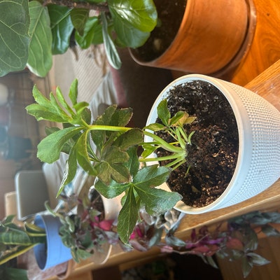 3 Snowcap Daises Leucanthemum Superbum Shasta Daisy Super Fragrant ...