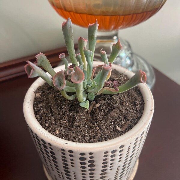 Aloe Juvenna ‘tiger Tooth Aloe’ Succulent Plant in 2.75” Pot - Etsy