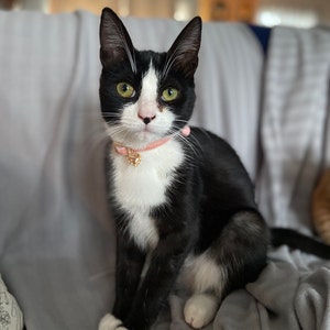 Princess Cat Collarrhinestone Cat Collarblush Pink Velvet - Etsy