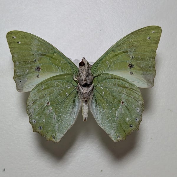 1 A-1 Pyrops Candelaria Green Yellow Real Lantern Fly Entomology - Etsy