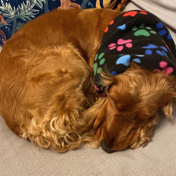 Flat Nylon Slip Lead - Dog Show Lead - Pointer, Setter - Etsy