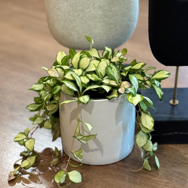 Hoya Heuschkeliana Variegata 4” Hanging Basket - US SELLER - Etsy