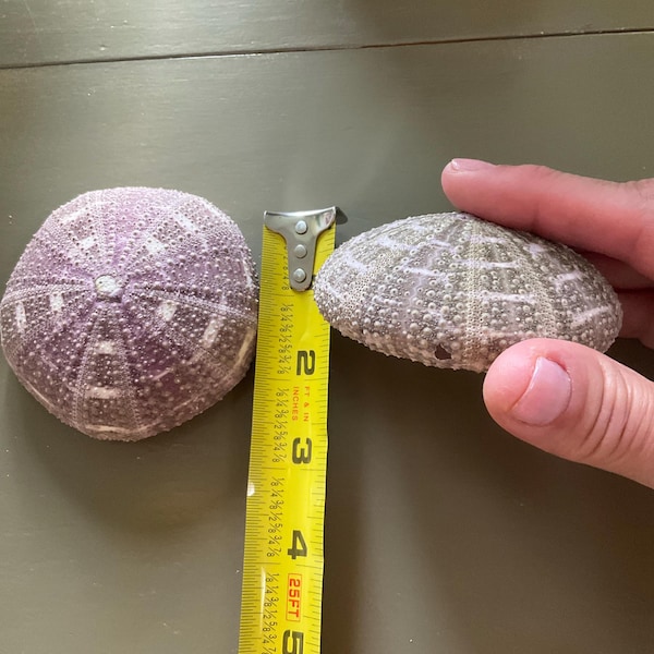 3 Pack: Map Cowrie Shell (cypraea Mappa) 2 1/2" Beach Crafts Nautical ...
