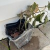 Bel Tree Leaves , Bilva Patra, Bel Patra, Bel Fruit, Golden Apple Fresh ...