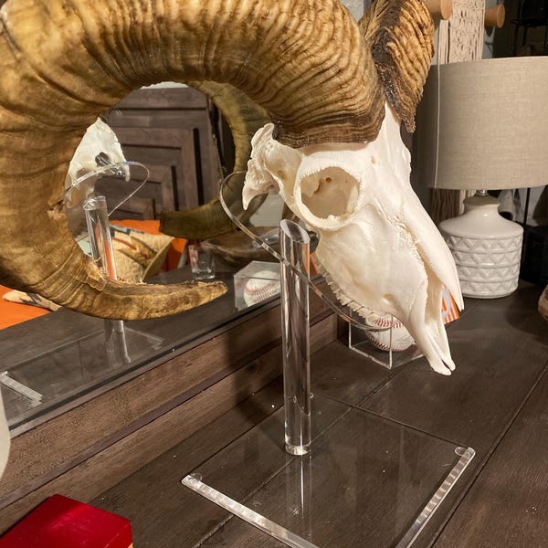 European Euro Mount Whitetail Deer Antler Display Clear Acrylic Stand ...