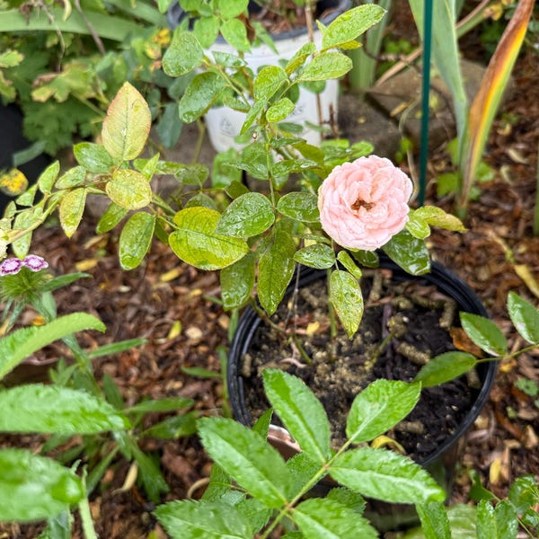 Chinese Julie. Climbing Rose Hanxian 涵仙，cut Rose. Highly Recommended ...