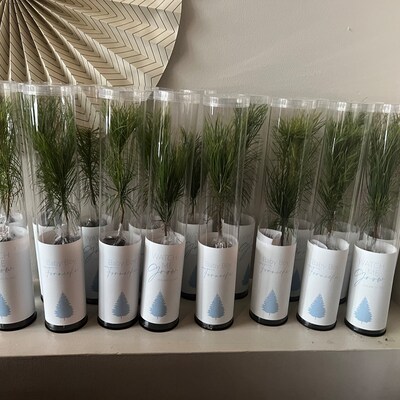 Baby Shower Favors Gift Tree Favors Seedling Shower Favor Sprinkle ...