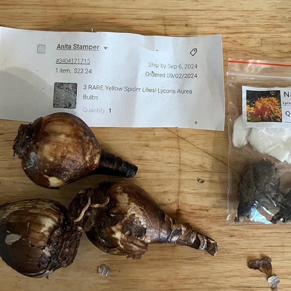 2 Lycoris Radiata Bulbs FW95218-7 - Etsy