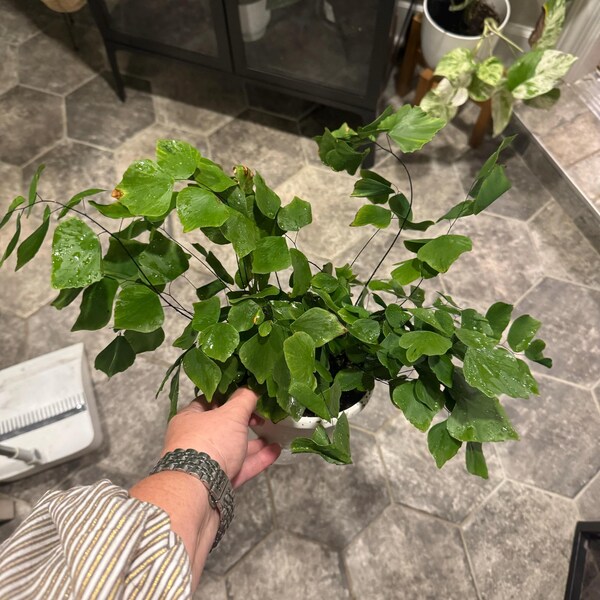 Tradescantia Bubblegum Nanouk Plant - 4 Inch Pot - Optional Decorative ...