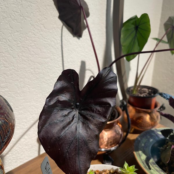 Monstera Adasoni Plant - Etsy