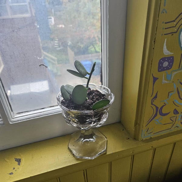 Green String Houseplant String of Coins Indoor or Outdoor Plant Easy ...