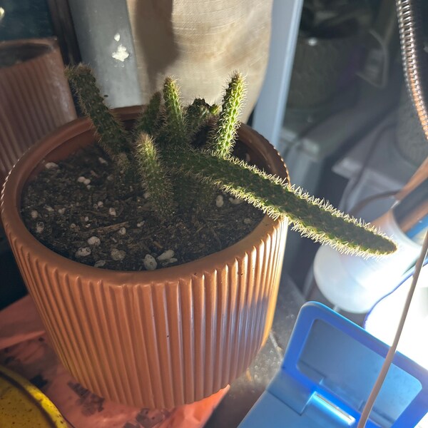 Rhipsalis Baccifera Subs. Horrida - Mouse Tail Cactus - 2" Inch Pot - Etsy