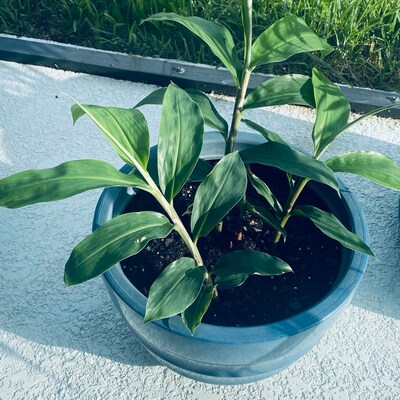 20x Pink Oak Tree Seeds/tabebuia Rosea Fresh Seeds, A Beautiful Tree ...