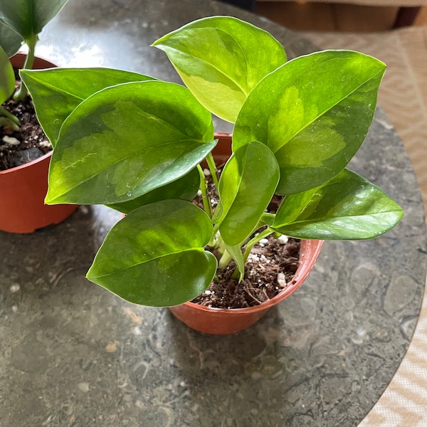 Global Green Pothos | Epipremnum Pinnatum | LIVE House Plant | Nodes ...